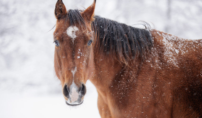 Overweight Horses: Winter Management